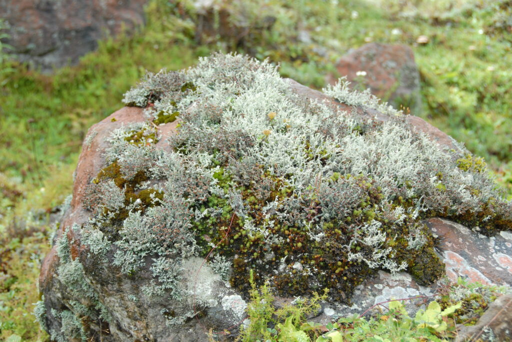 New Designs for Caribou Habitat Restoration - Saulteau First Nations