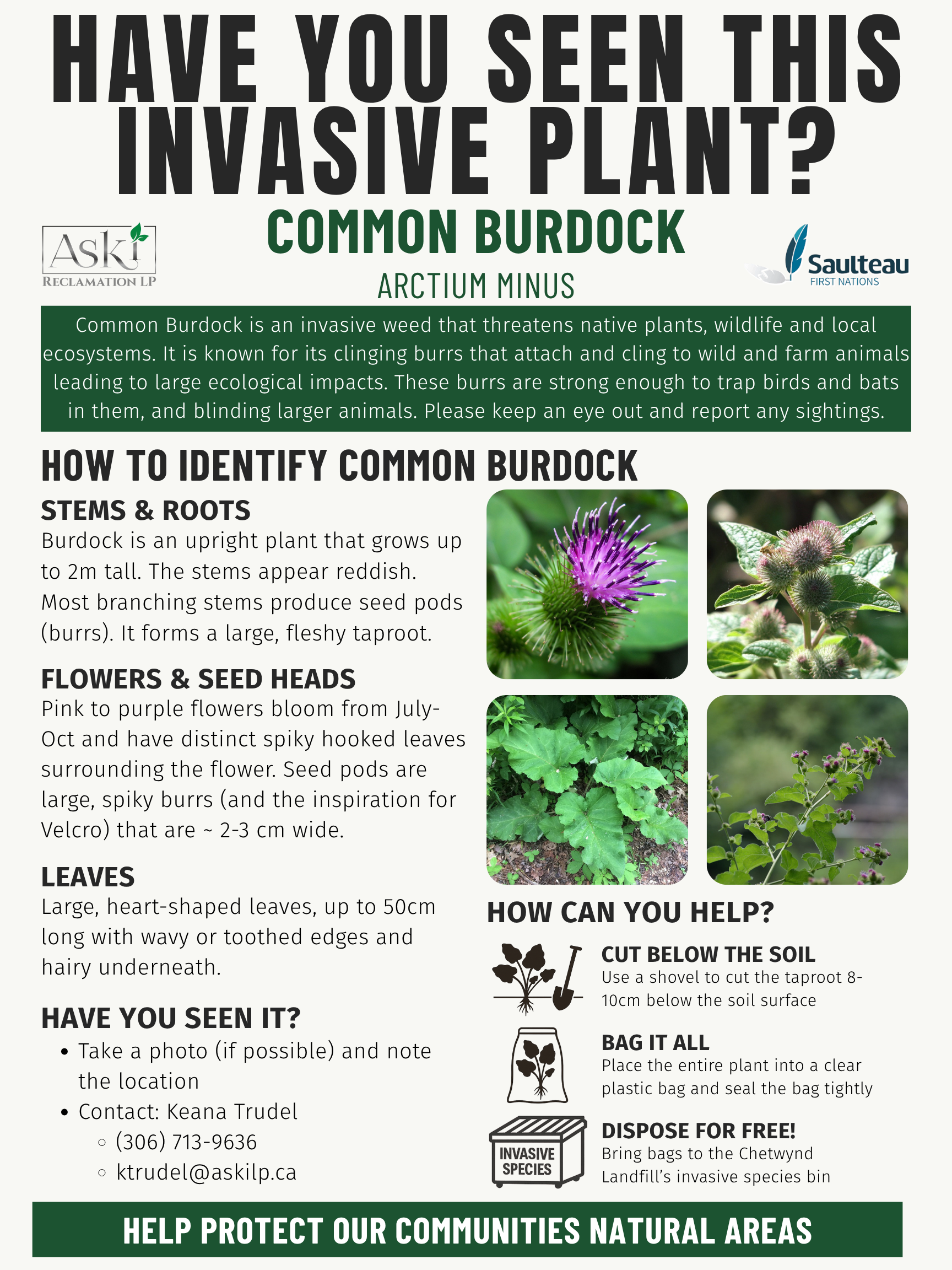 Have You Seen This Invasive Plant in Our Community? Identifying and ...