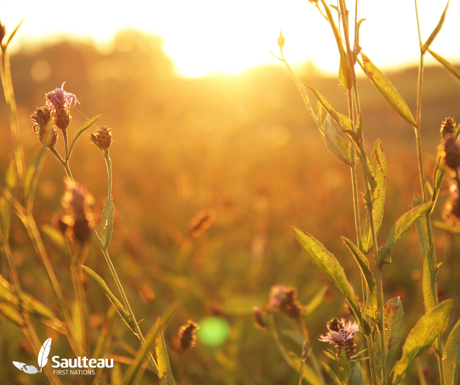 Wellness & Grief Support Available - Saulteau First Nations