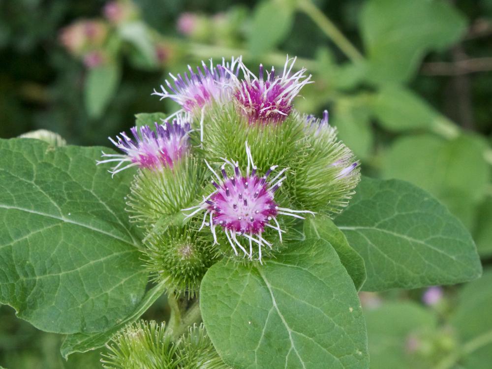 Have You Seen This Invasive Plant in Our Community? Identifying and ...
